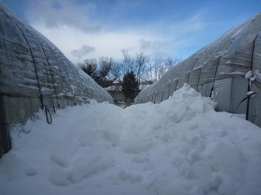 おぐら農園：冬模様: 森・水・人ネット 樹木・畑(小倉)